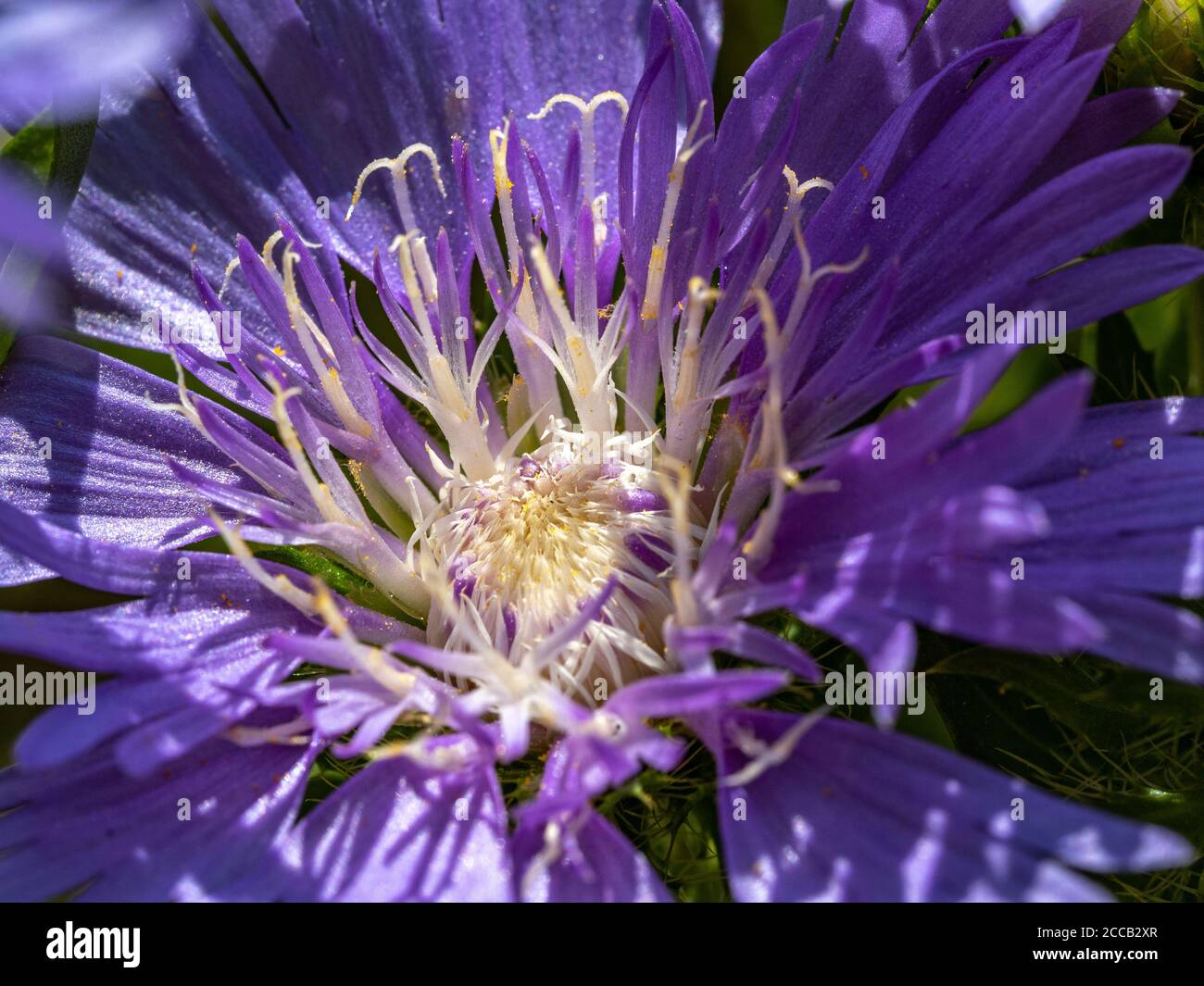 Macro close up of purple cornflower with stamens and pistil and pollen ...
