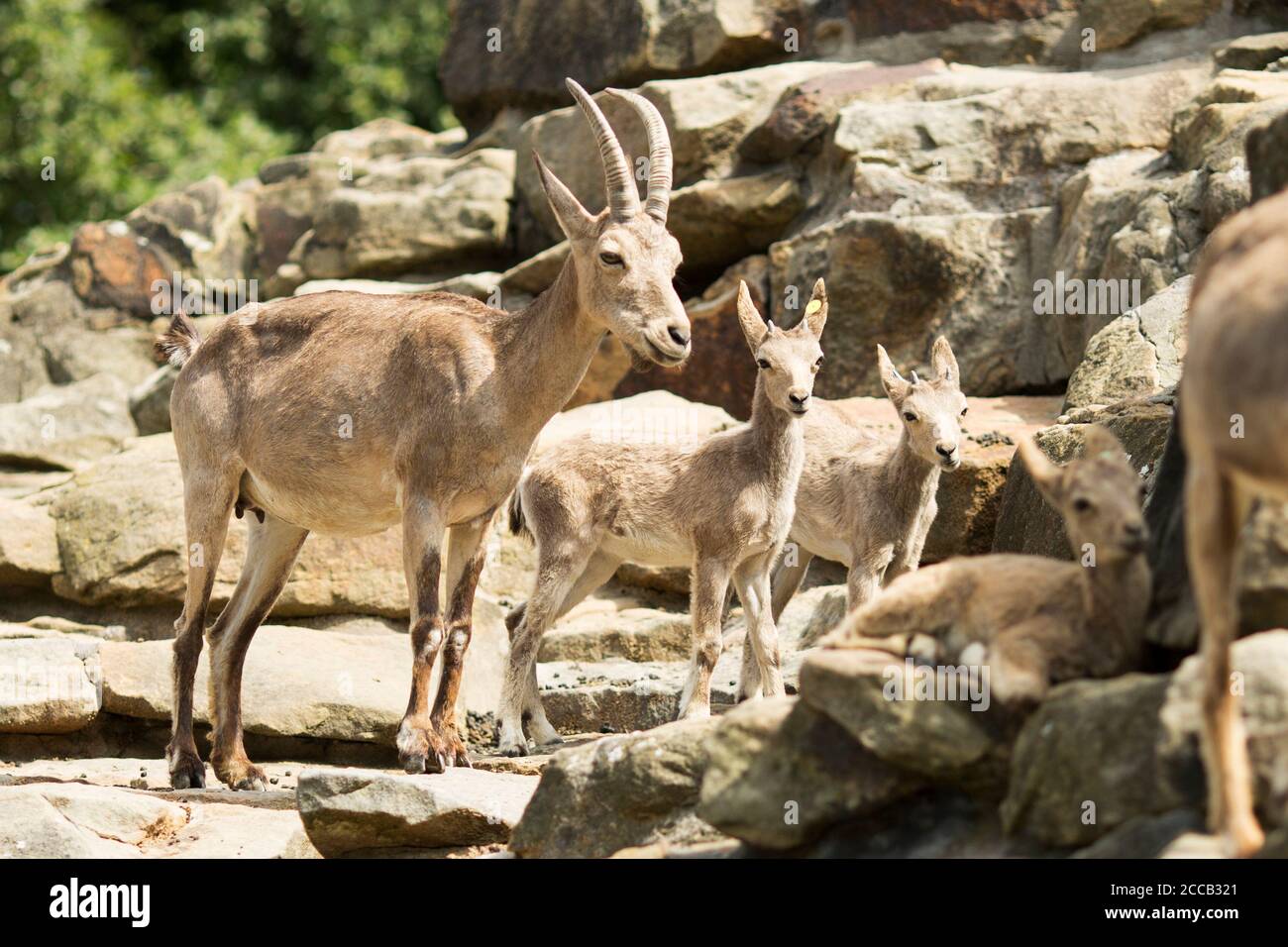 Altai ibex capra sibirica sibirica hi-res stock photography and images ...