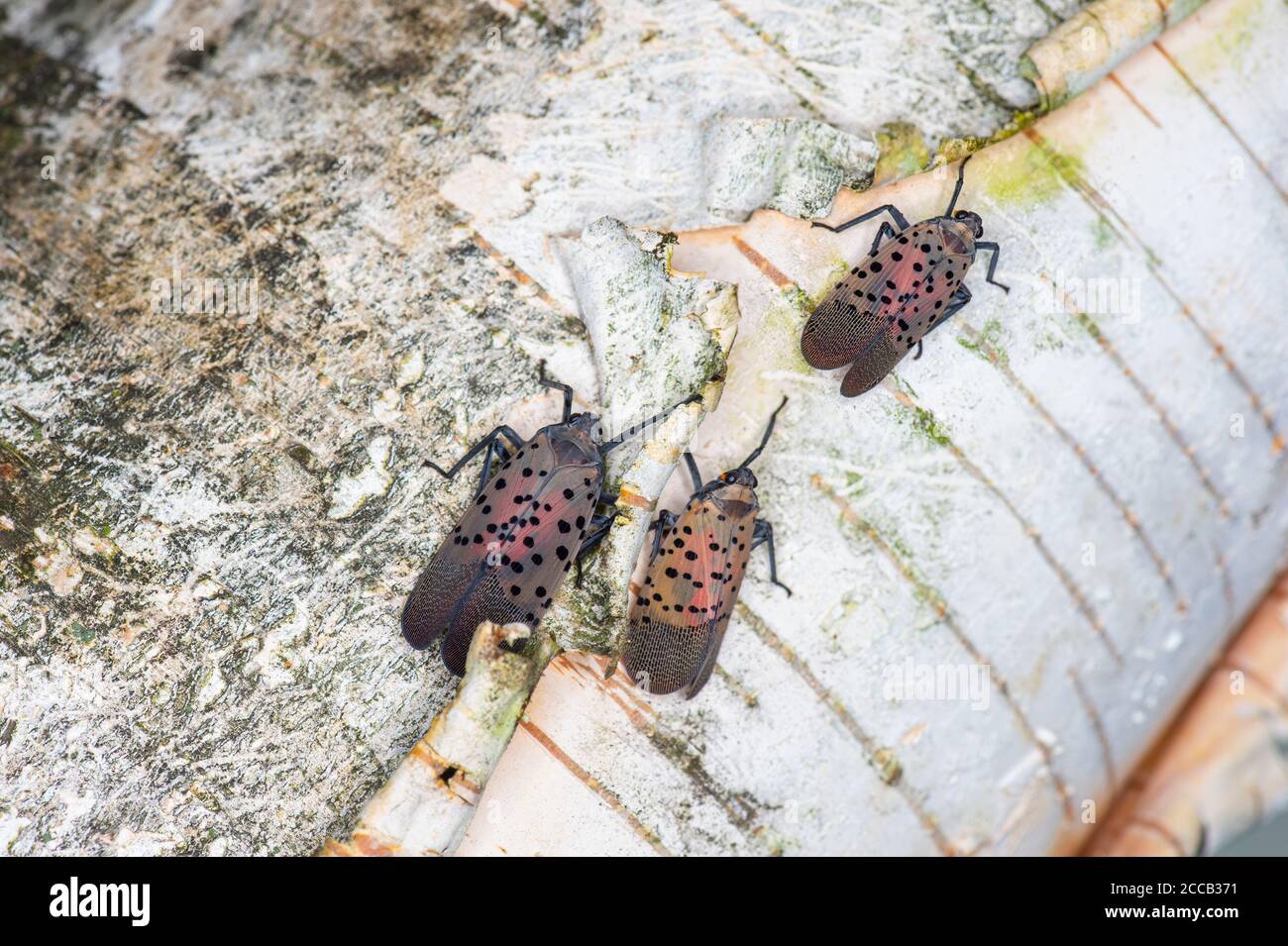 Invasive spotted lanternfly hi-res stock photography and images - Alamy