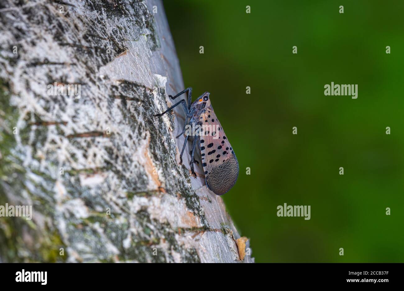 Adult spotted lanternfly hi-res stock photography and images - Alamy