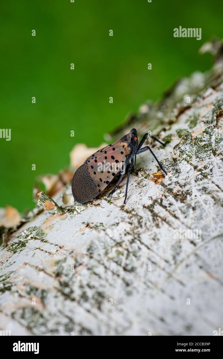 Invasive spotted lanternfly hi-res stock photography and images - Alamy