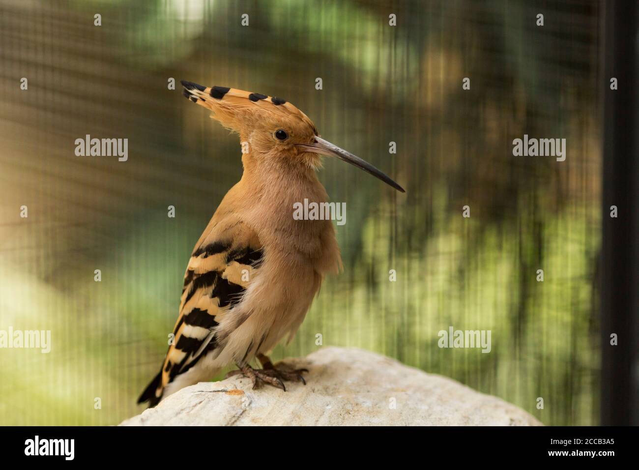 A Eurasian hoopoe (Upupa epops) or common hoopoe, native to Europe ...