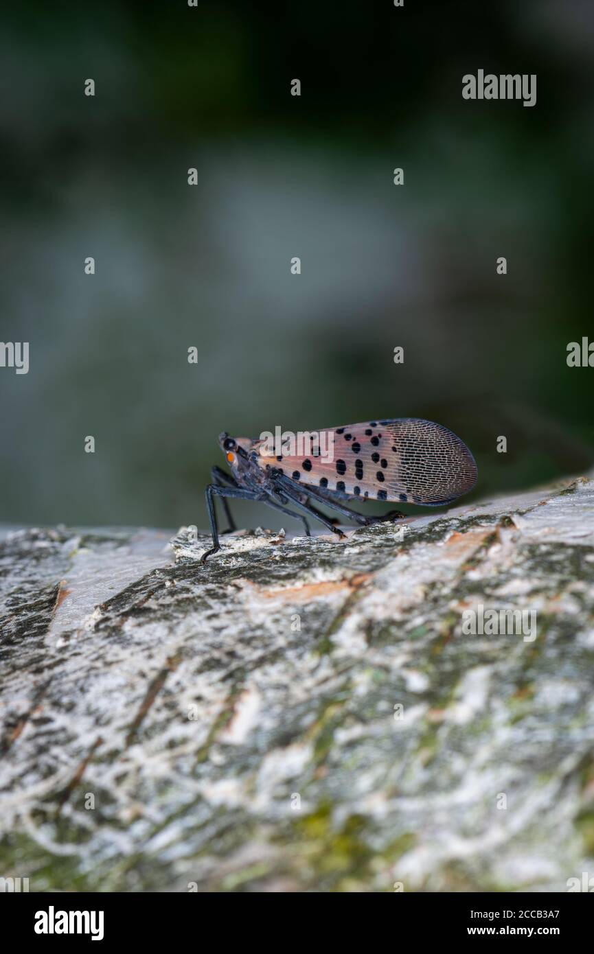 Adult lanternfly hi-res stock photography and images - Alamy