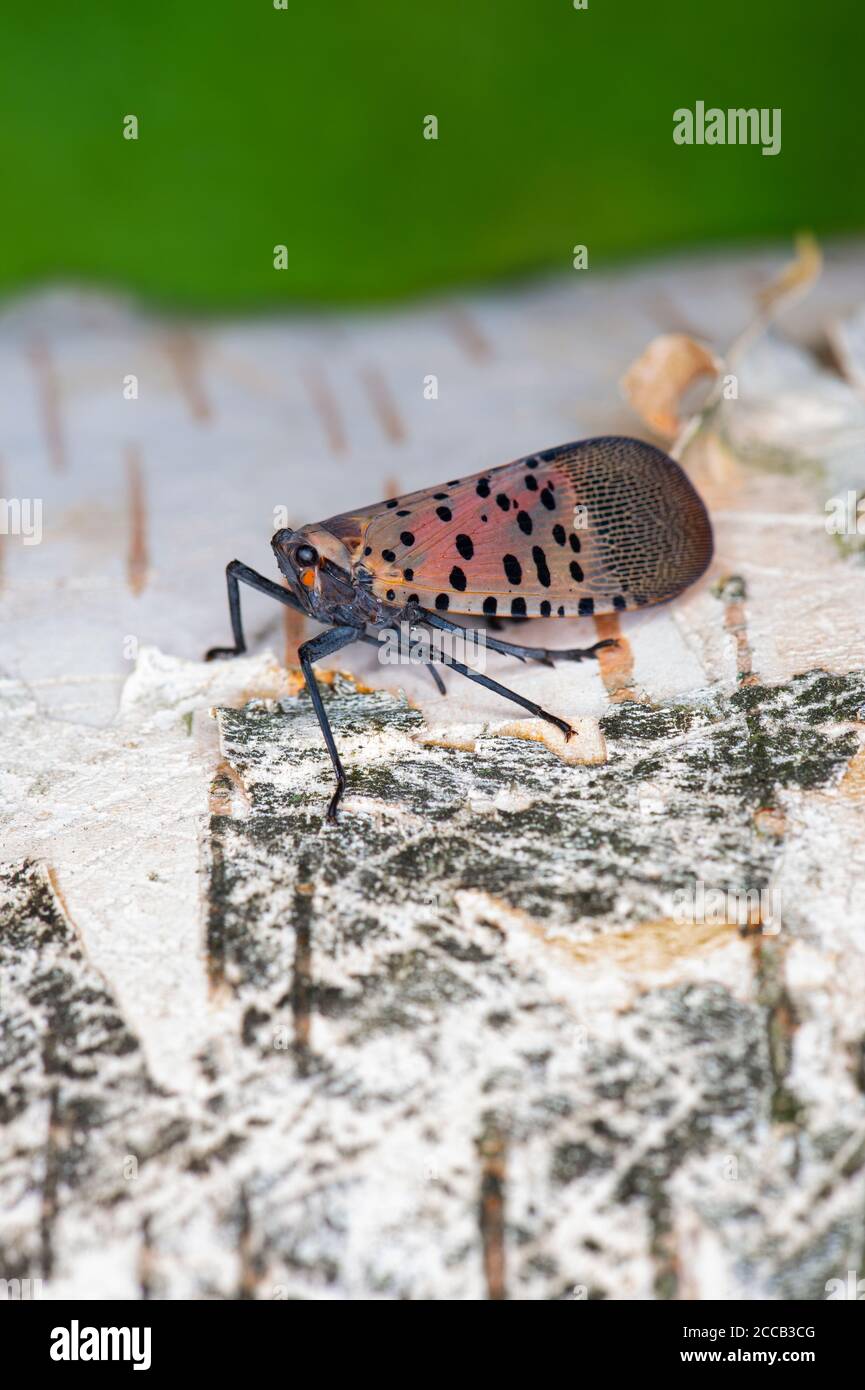 Invasive spotted lanternfly hi-res stock photography and images - Alamy