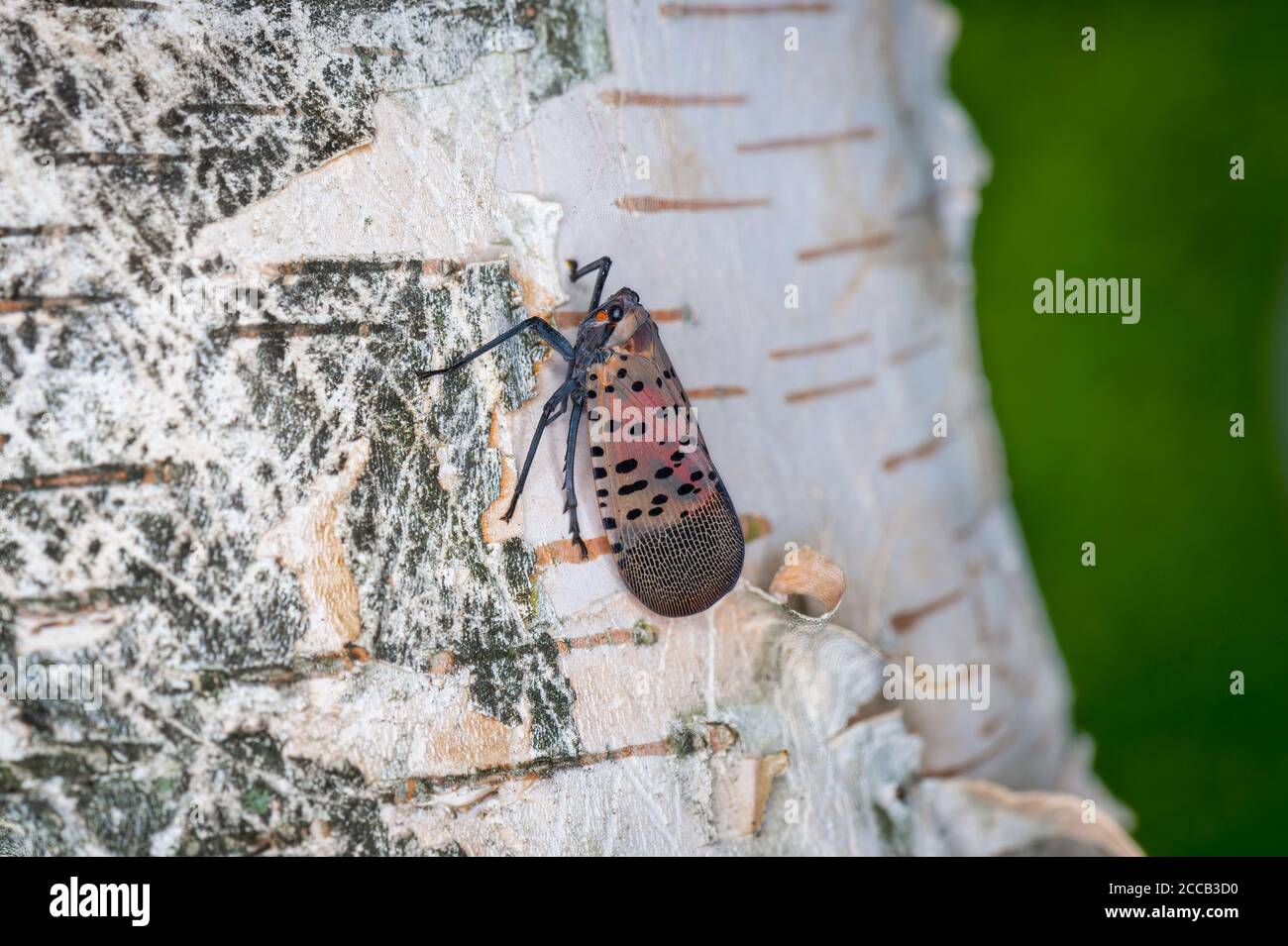 Adult lanternfly hi-res stock photography and images - Alamy