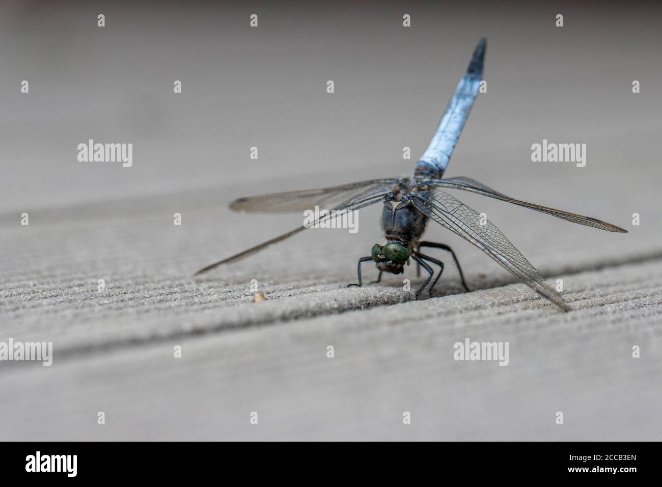 Dragonfly macro on floor hi-res stock photography and images - Alamy