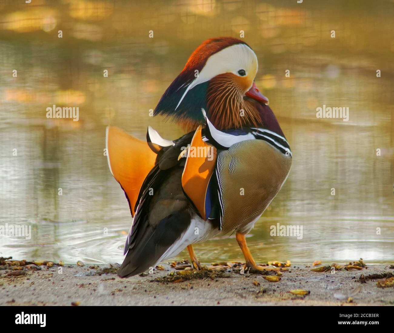 Colorful duck hi-res stock photography and images - Alamy