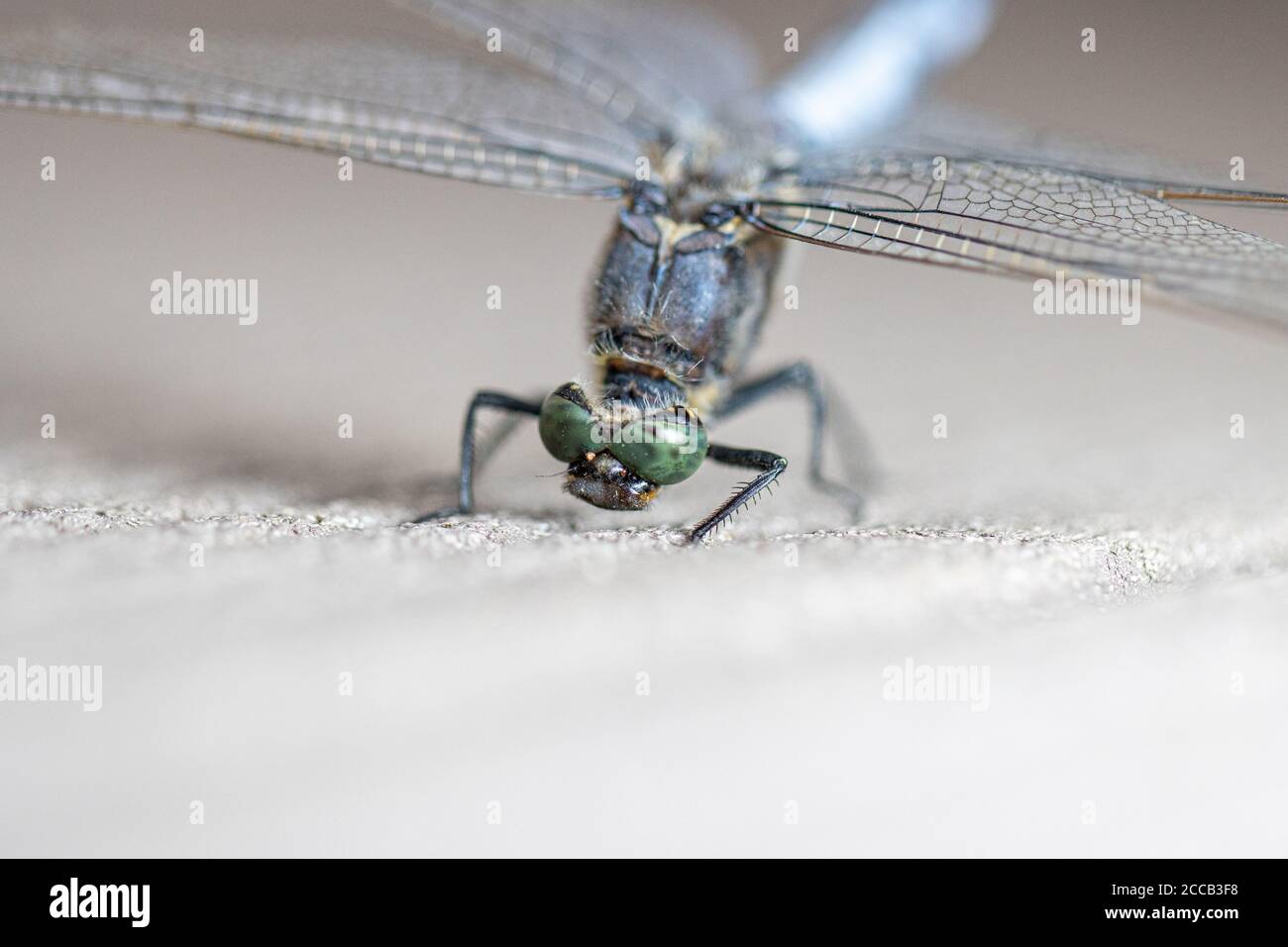 Dragonfly stands hi-res stock photography and images - Alamy