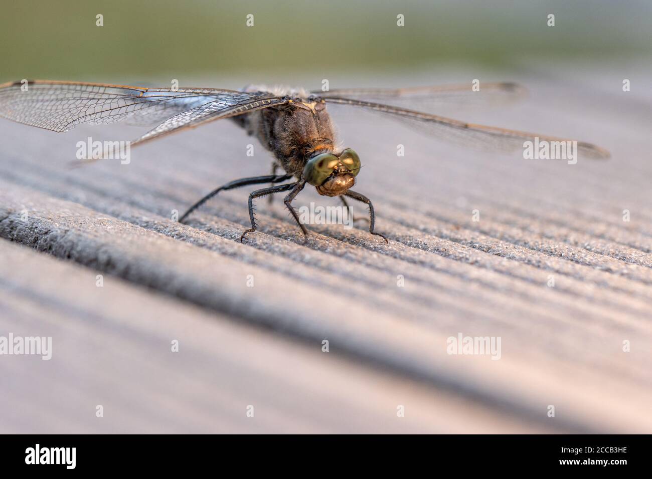Dragonfly macro on floor hi-res stock photography and images - Alamy