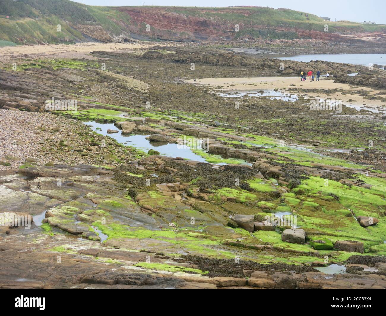 Marine life in the rock pools hi-res stock photography and images - Alamy