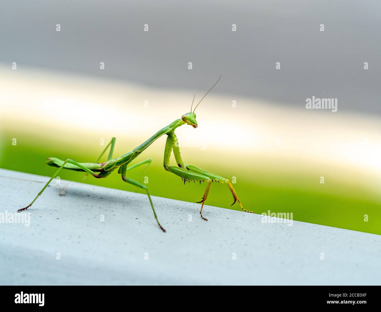 Praying mantis hands hi-res stock photography and images - Alamy