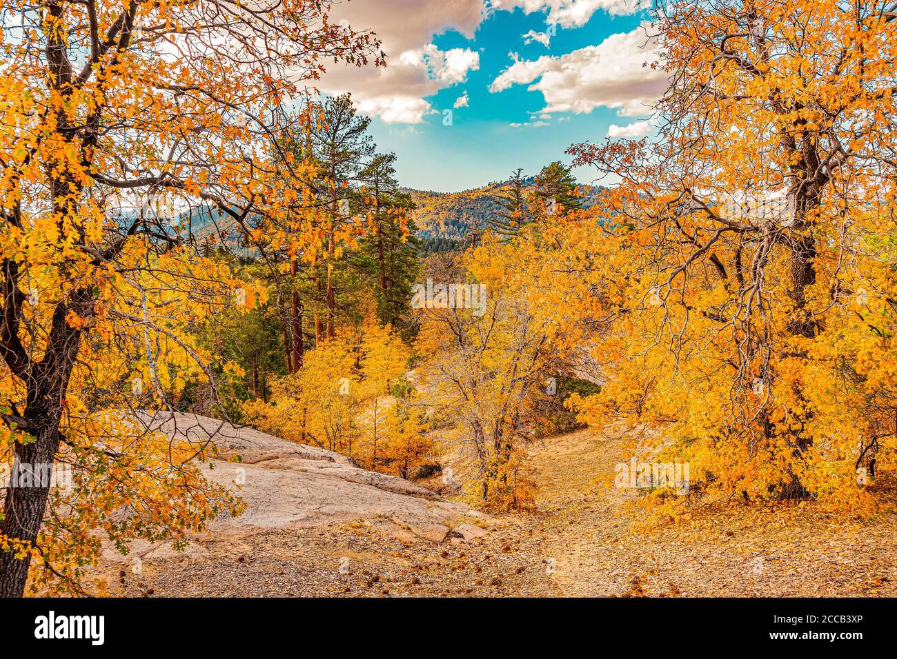 Southern oak tree hi-res stock photography and images - Alamy