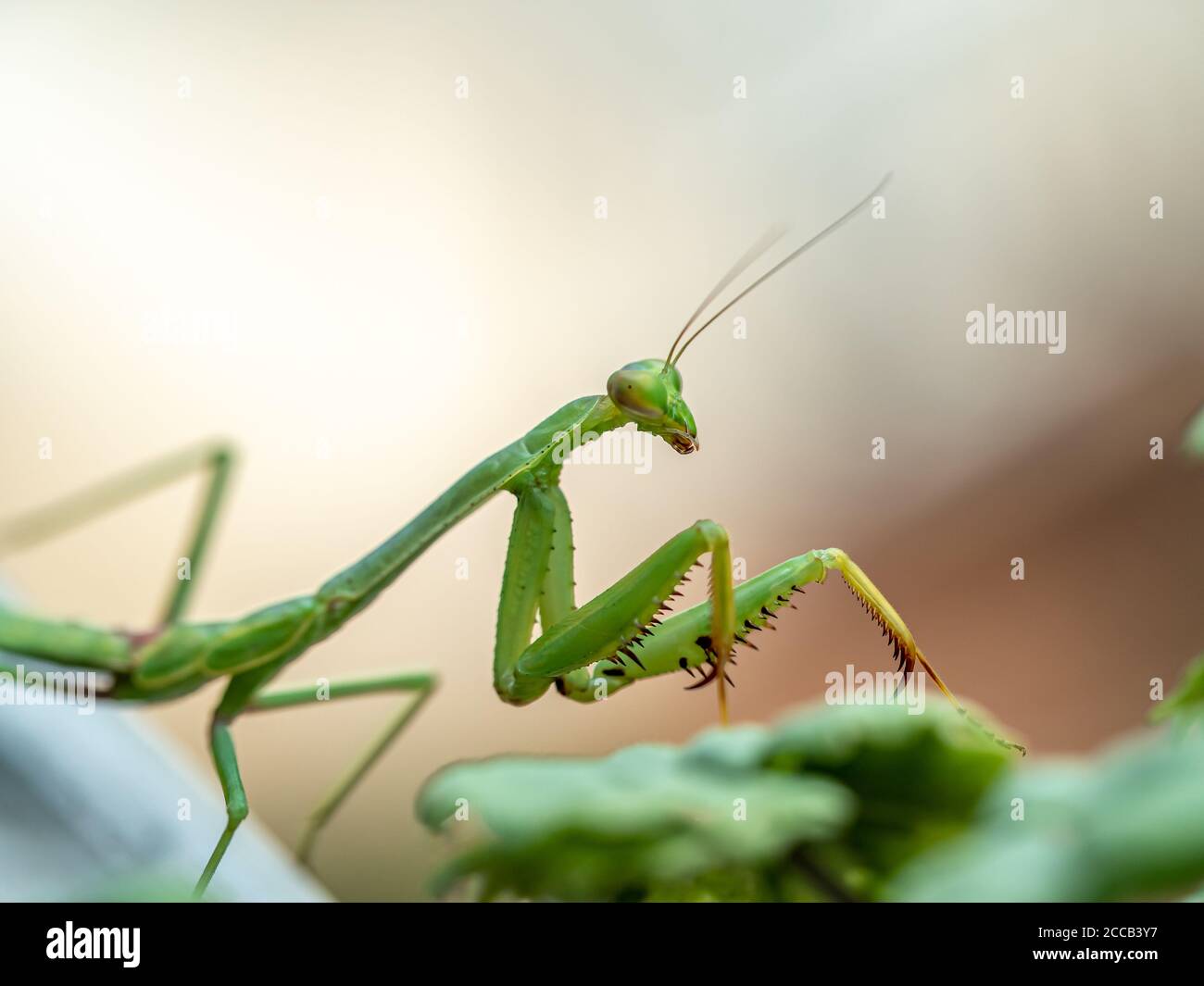 Close up of praying mantis looking at camera Stock Photo - Alamy
