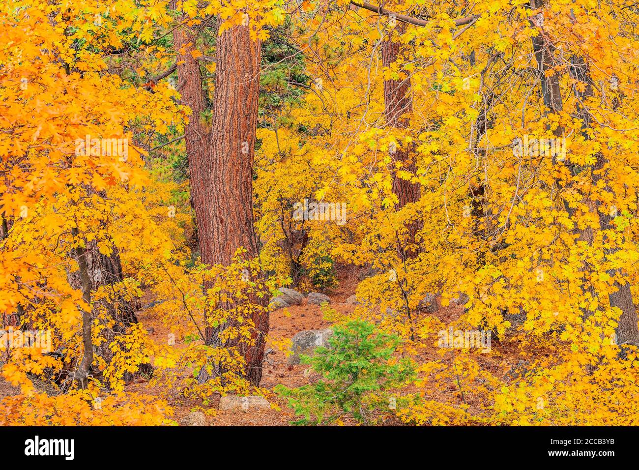 Fall oak trees hi-res stock photography and images - Alamy