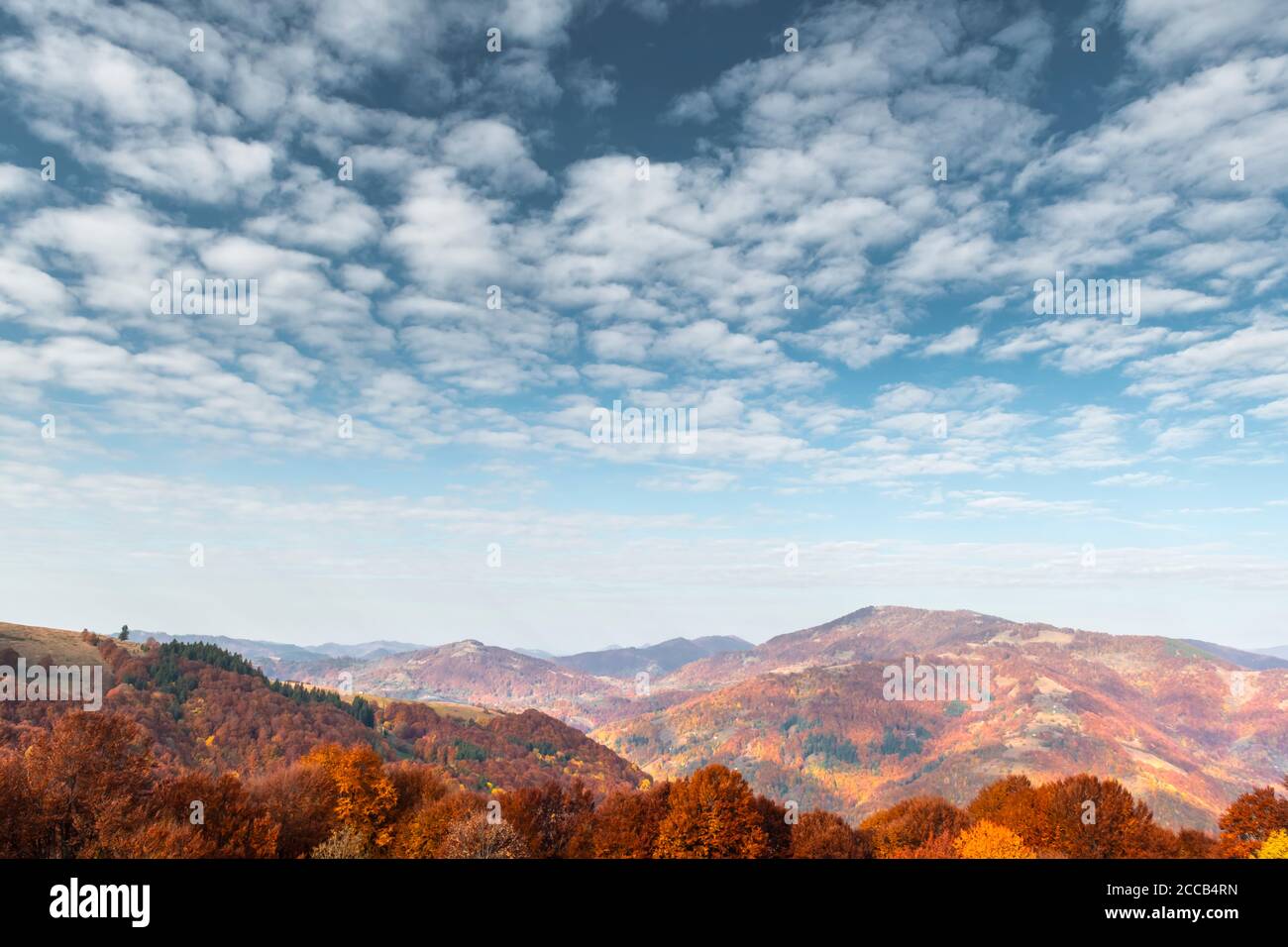 Red forest ukraine hi-res stock photography and images - Alamy