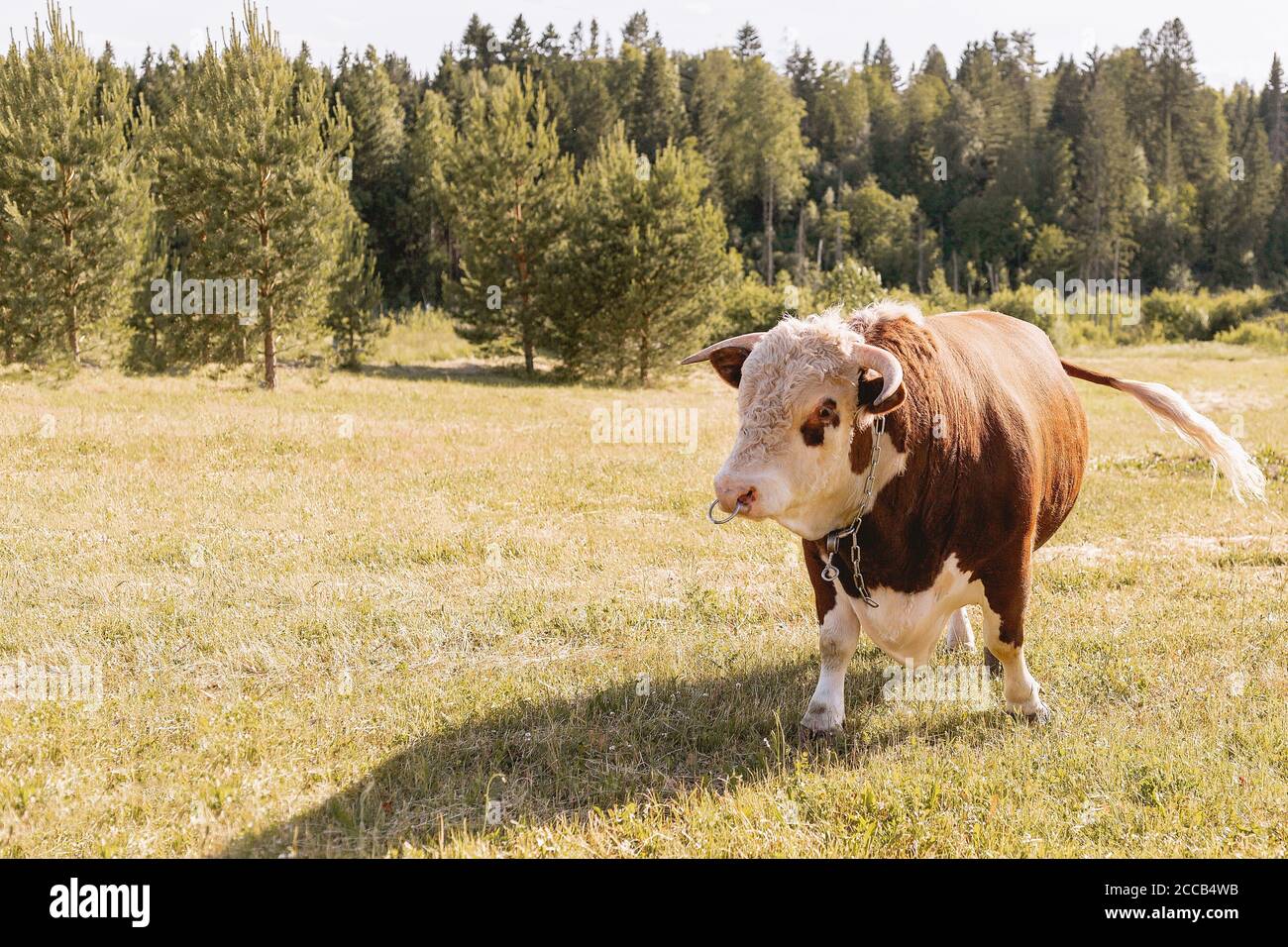 Year of the bull 2021 eastern horoscope. A bull grazes in a meadow ...