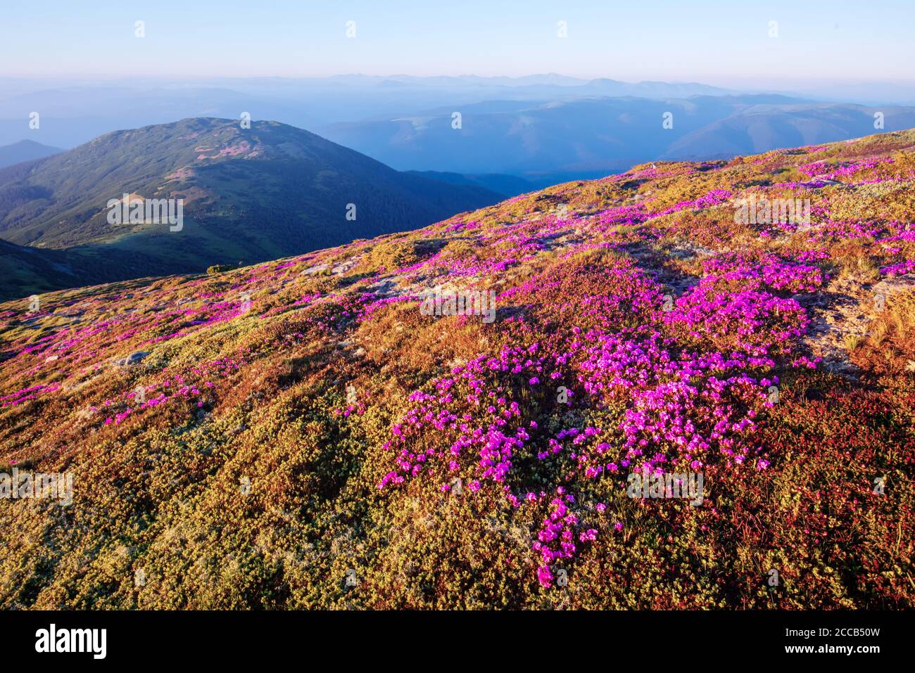Rhododendron flowers covered mountains meadow in summer time. Purple ...