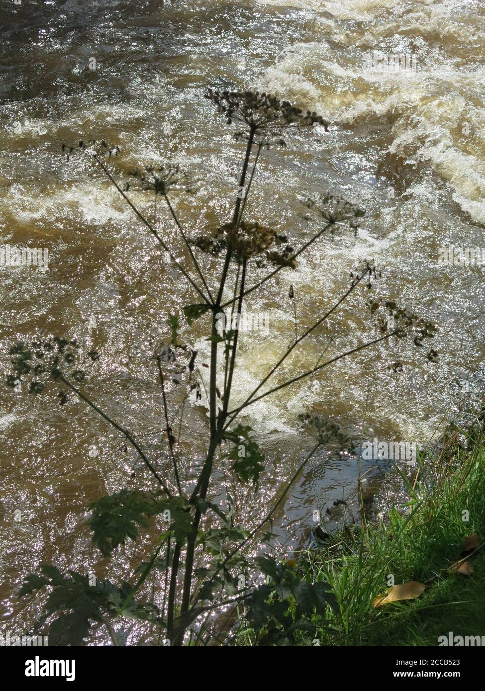 Frothy waters on a fast flowing stream with the silhouette of a tall ...