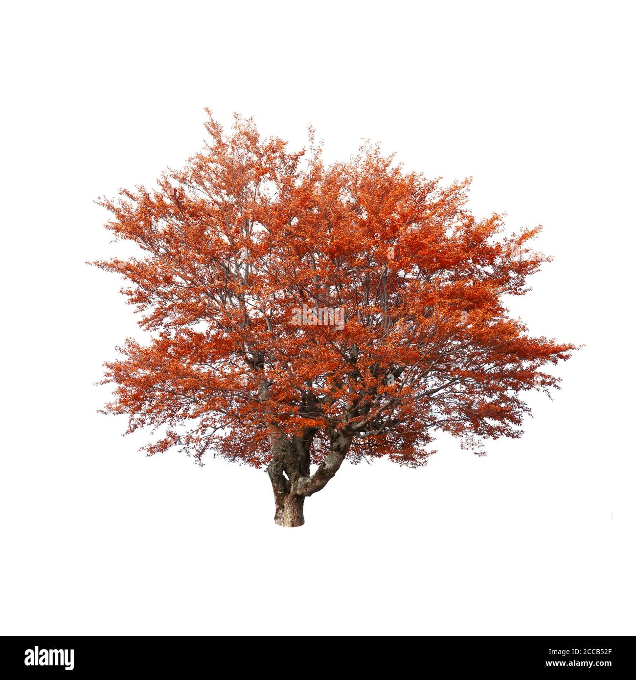 Orange autumn tree isolated on white background Stock Photo - Alamy