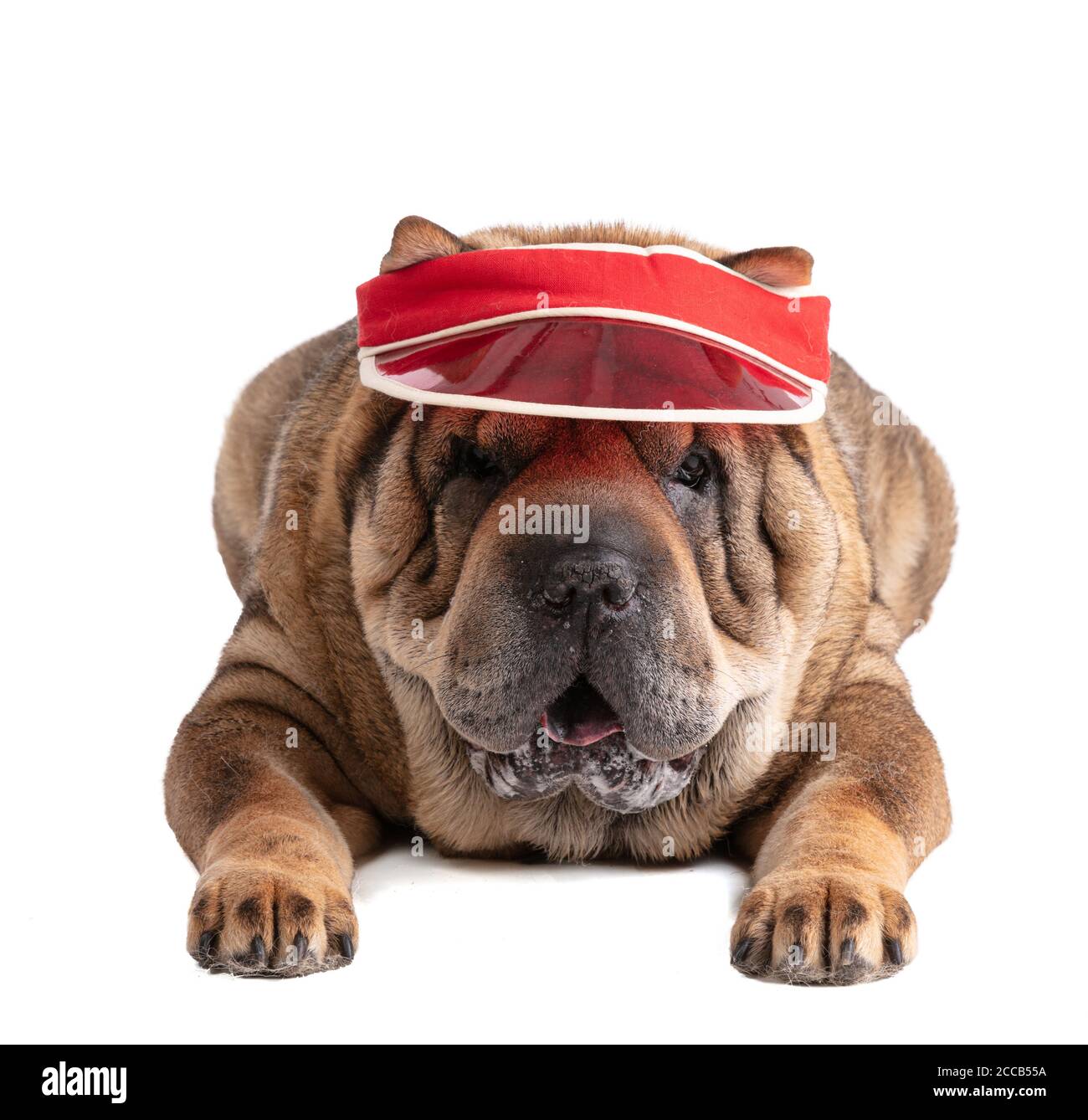 Old Shar-Pei (12 years old) with. red cap, isolated on white background ...