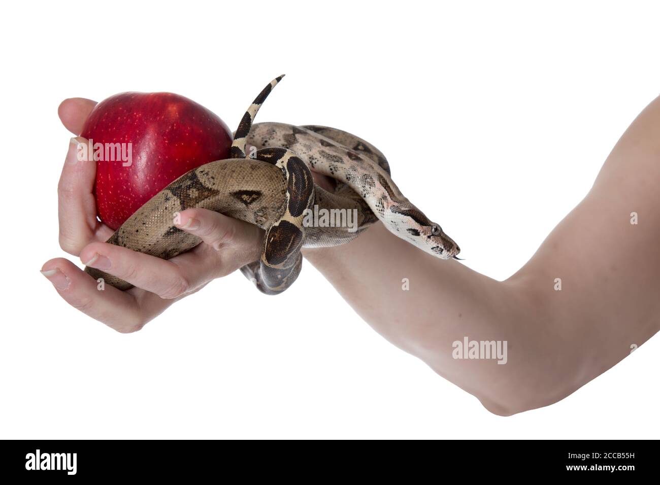 Snake And Apple Eve