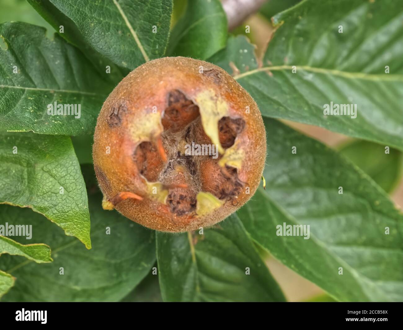 Medlar tree hi-res stock photography and images - Alamy