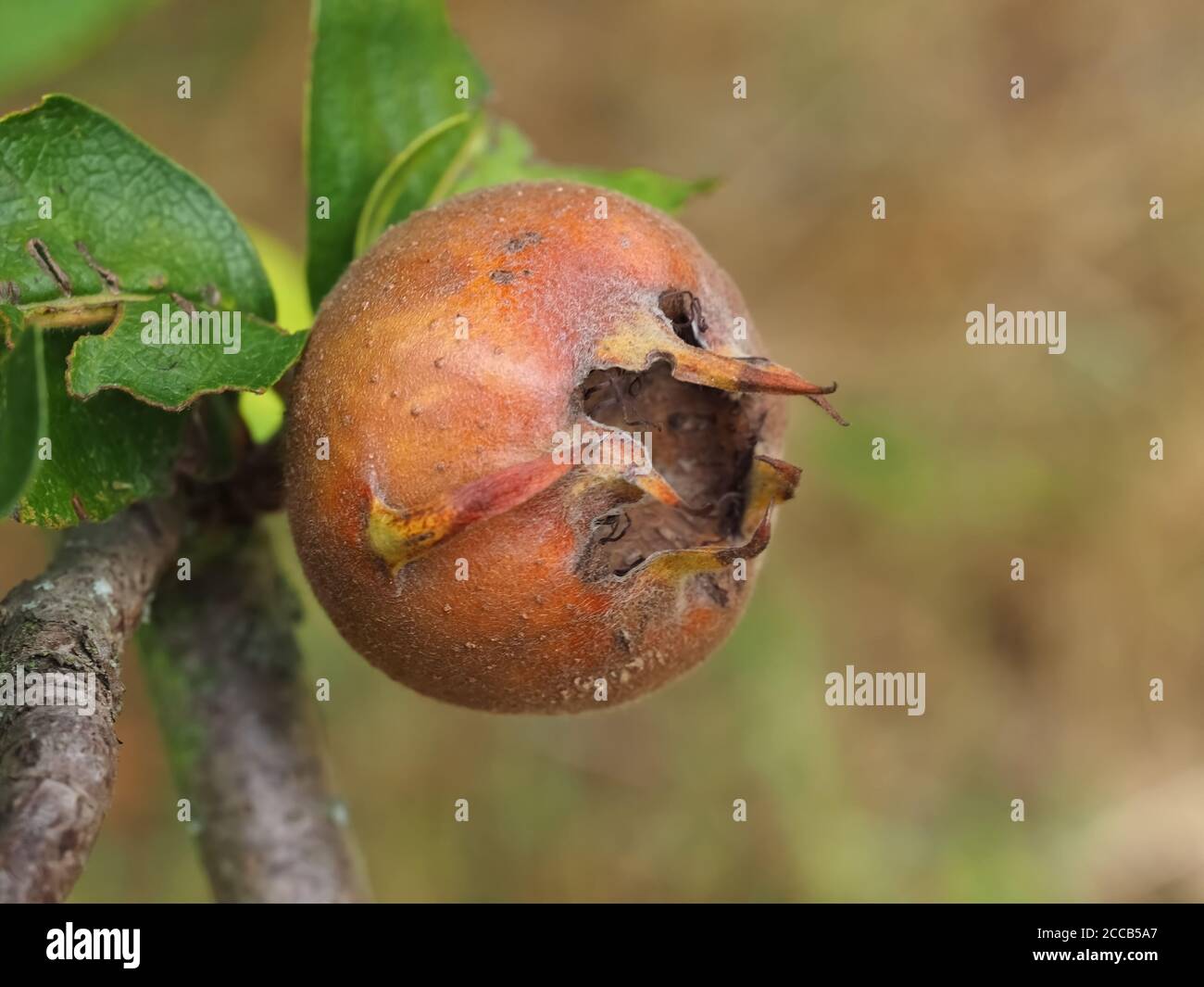 Medlar tree hi-res stock photography and images - Alamy