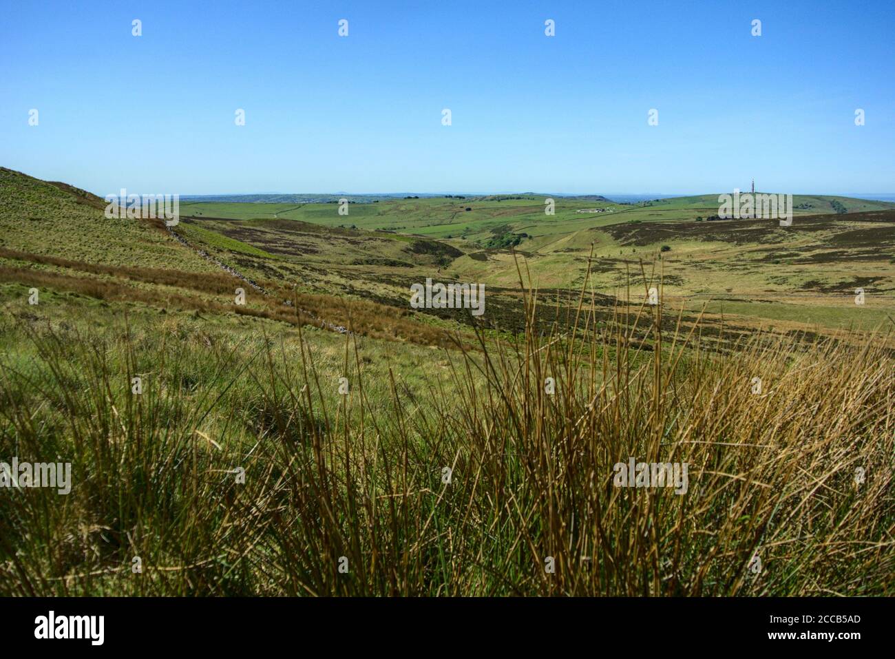 Plant of open fields and meadows hi-res stock photography and images ...