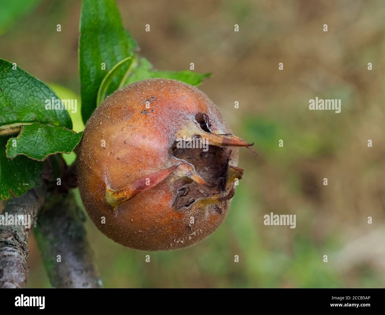 Macro of a medlar hanging on a medlar tree Stock Photo - Alamy