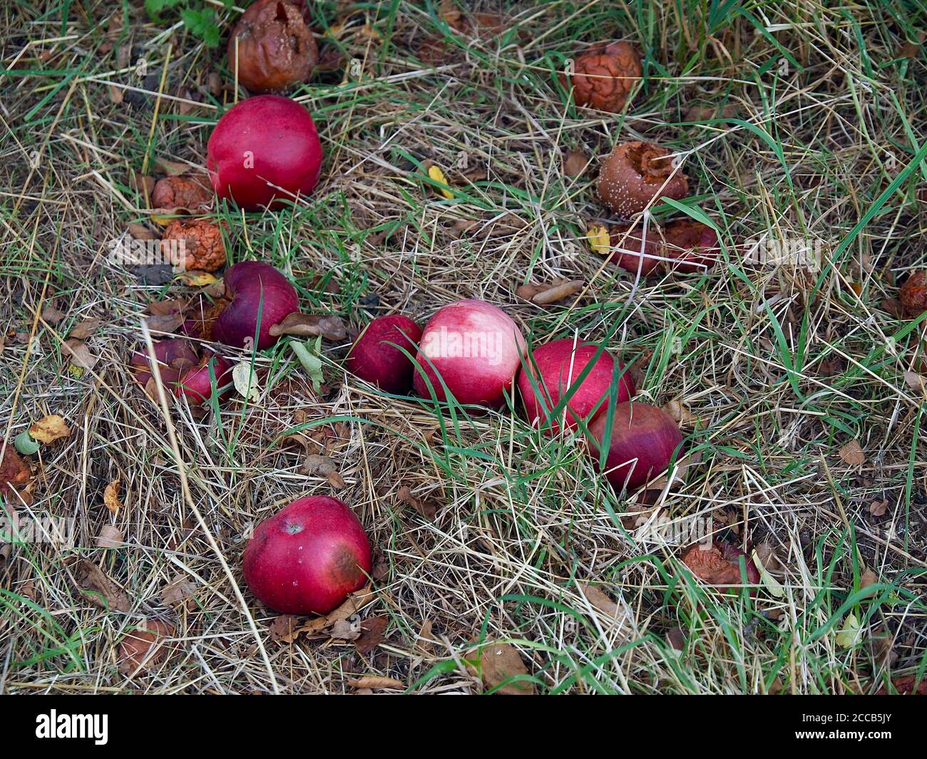 Fall fallen ripe hi-res stock photography and images - Alamy