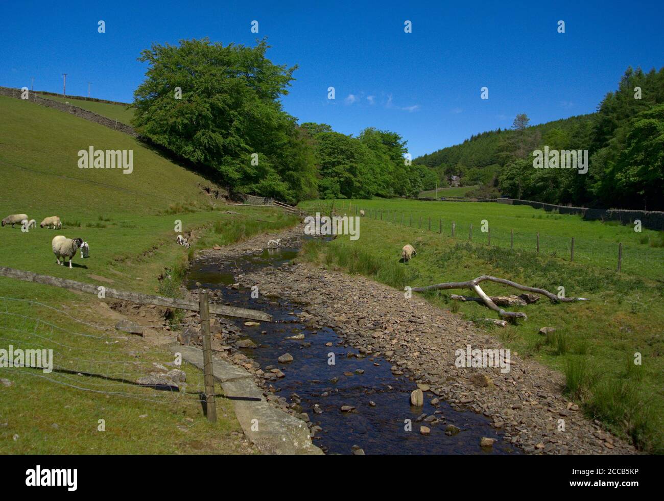 River with sheep in rural England Stock Photo - Alamy