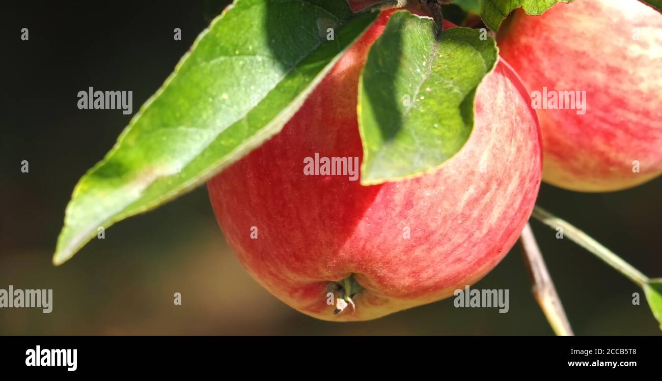 Big apple crop hi-res stock photography and images - Alamy