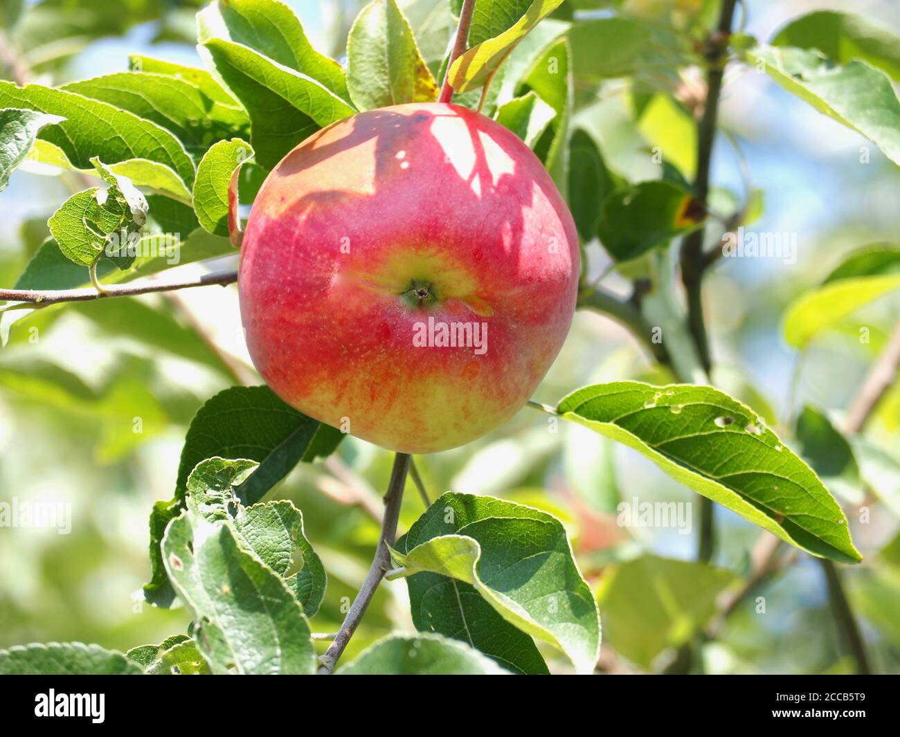 Ripe apple hanging on an apple tree in autumn Stock Photo - Alamy