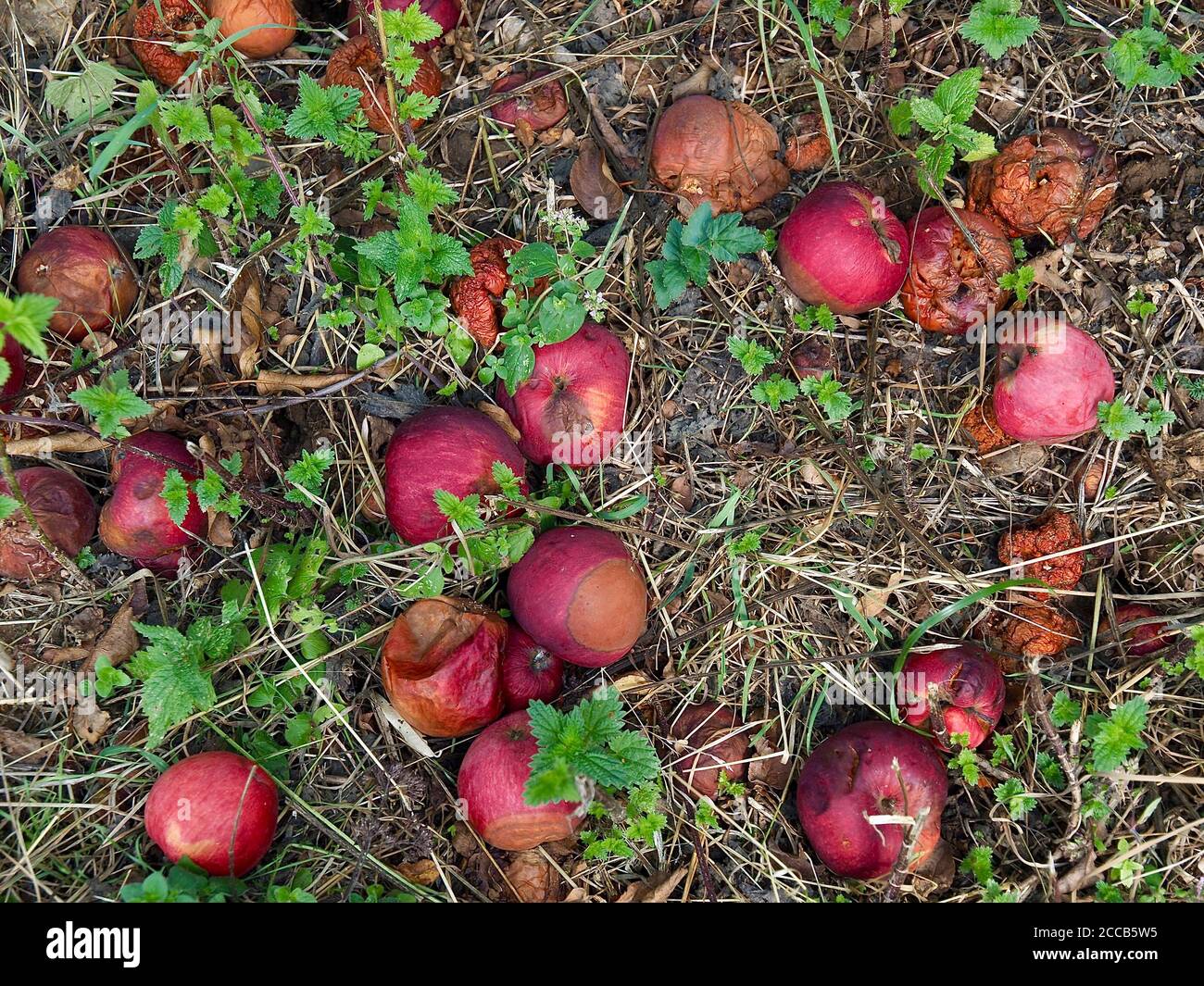 Apple ground august hi-res stock photography and images - Alamy
