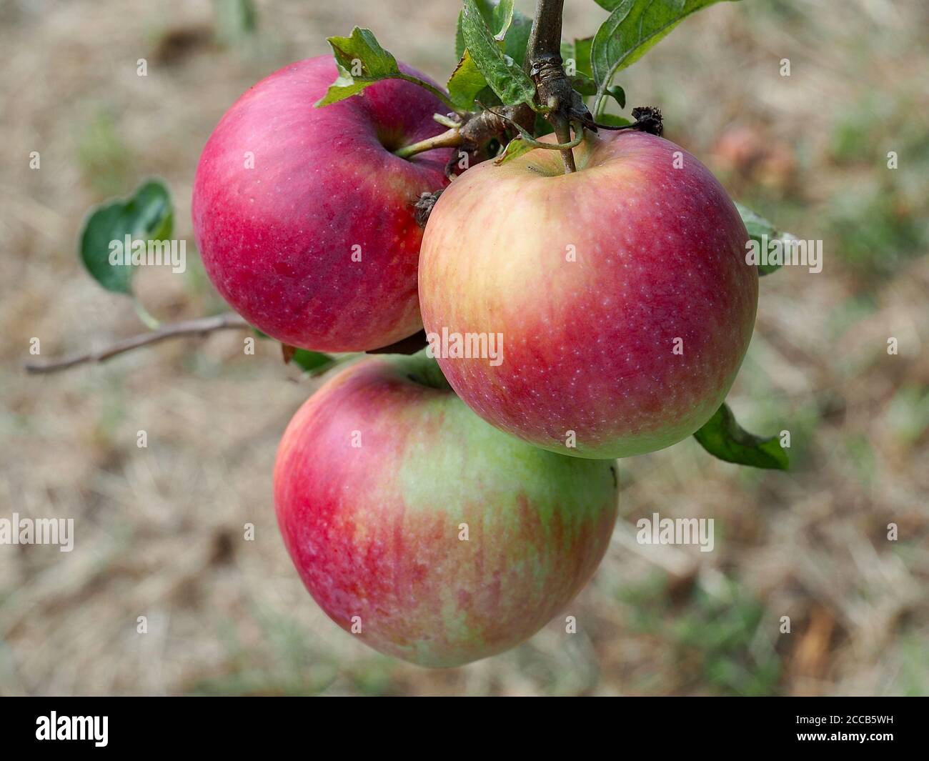 Apples hanging on the tree hi-res stock photography and images - Alamy