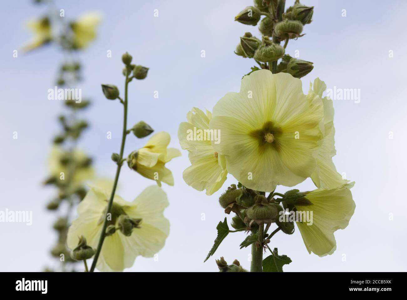 Hollyhock flowers hi-res stock photography and images - Alamy