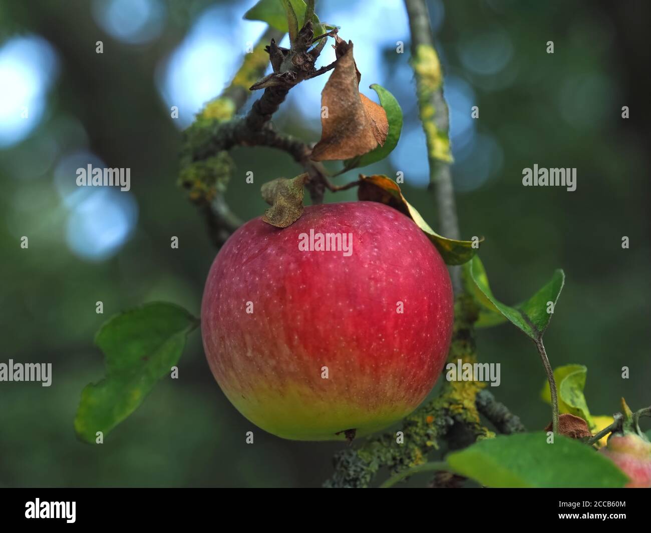 Ripe green apple on trees hi-res stock photography and images - Alamy