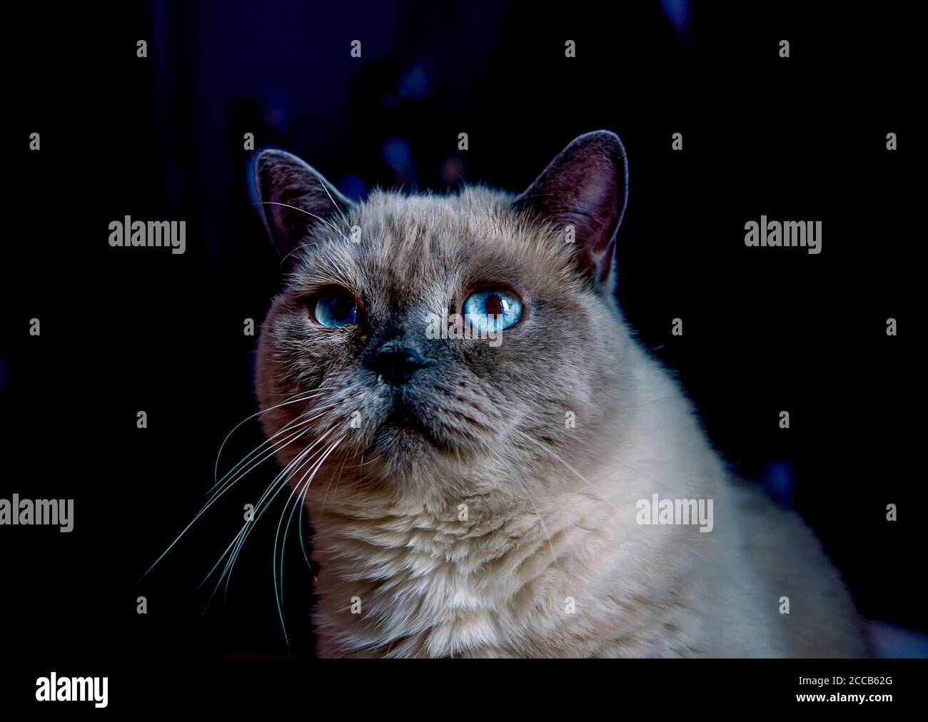 Furry british breed kitty hi-res stock photography and images - Alamy