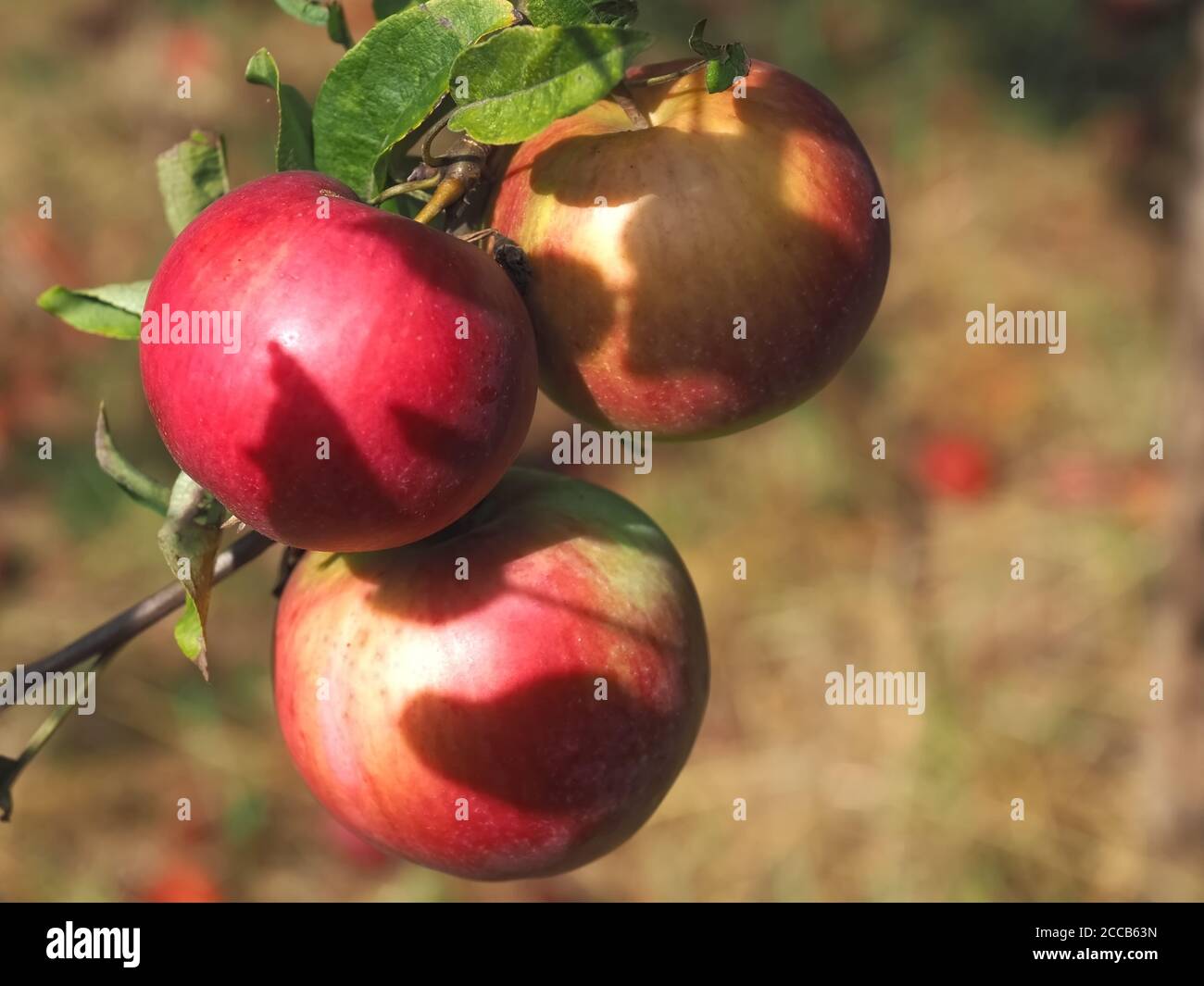 Apples hanging on the tree hi-res stock photography and images - Alamy