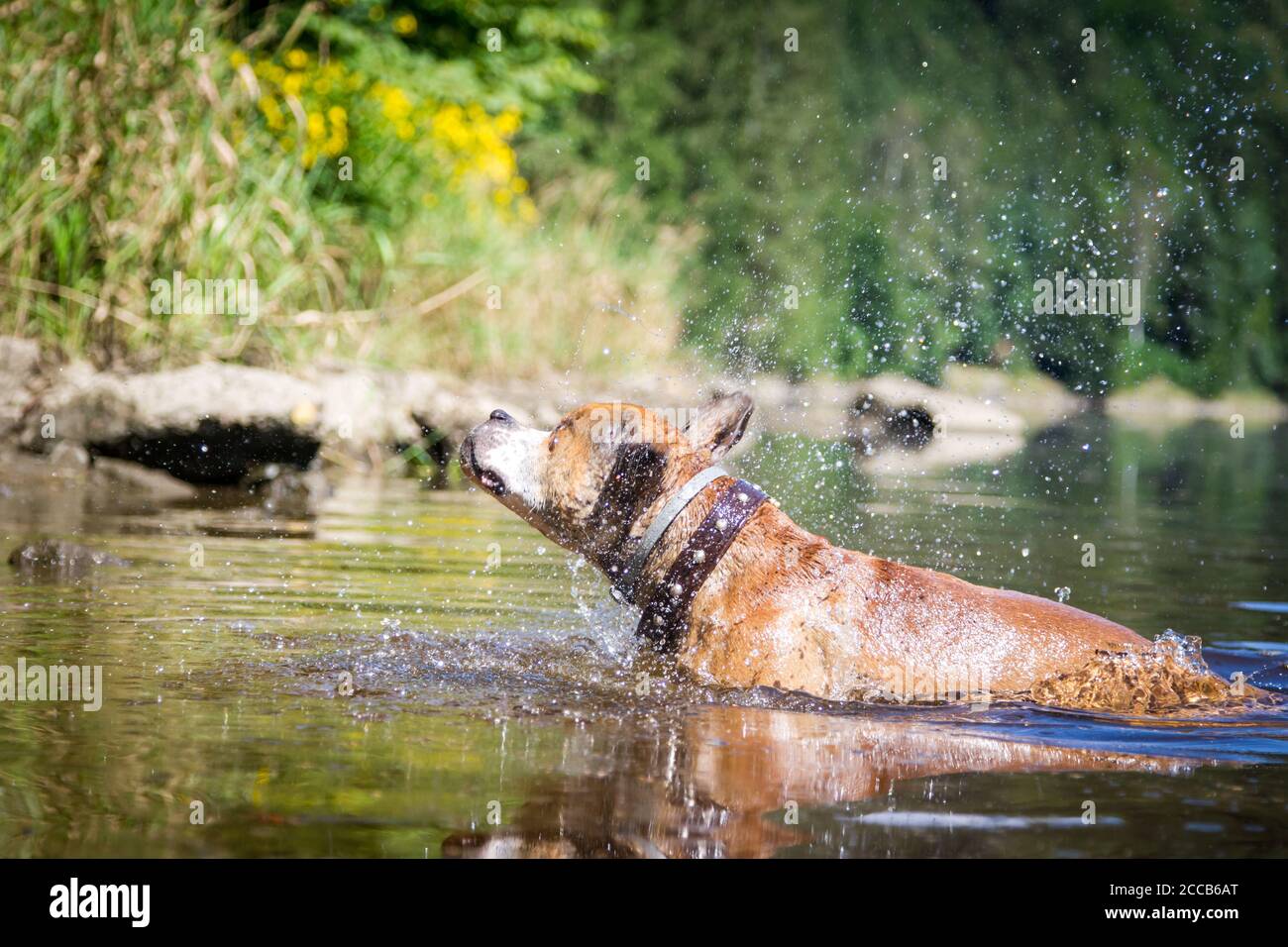 Swimming with pet hi-res stock photography and images - Alamy