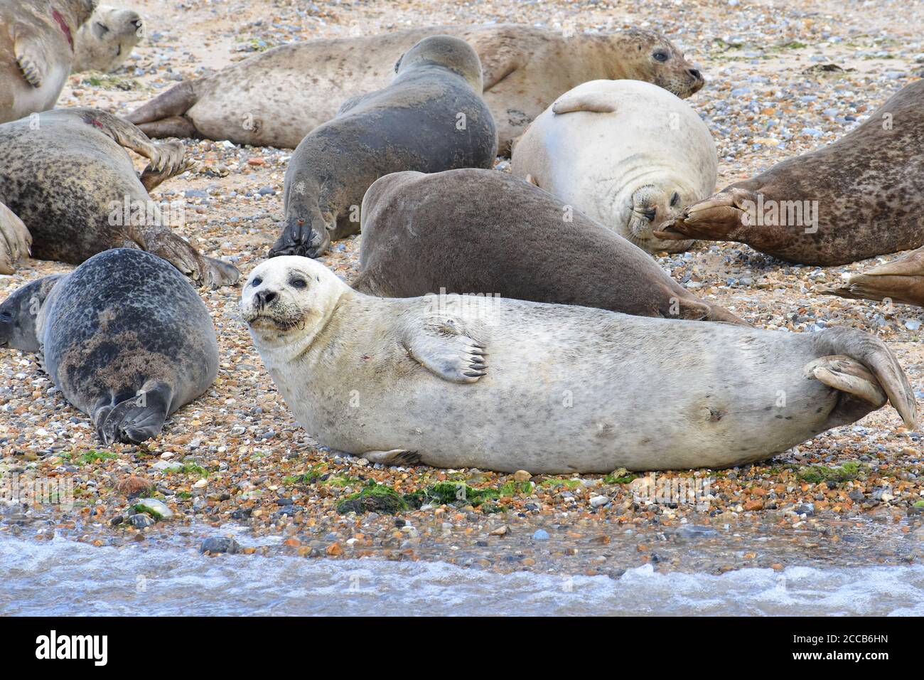 Common seal has fine spot-patterned fur head with no ears v-shaped ...
