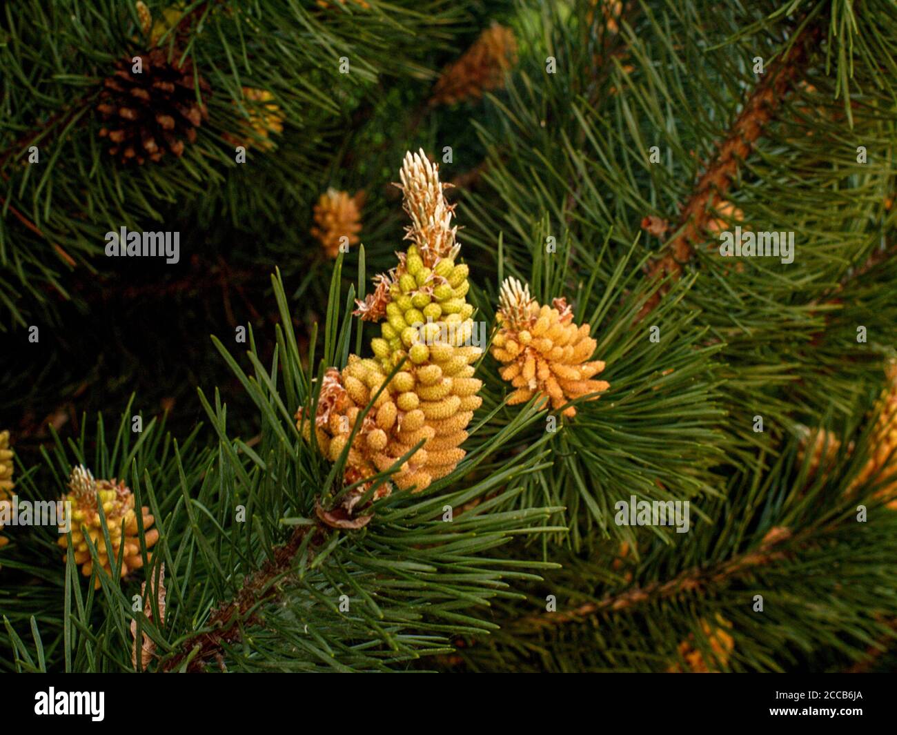Pine cones bloom on twigs hi-res stock photography and images - Alamy