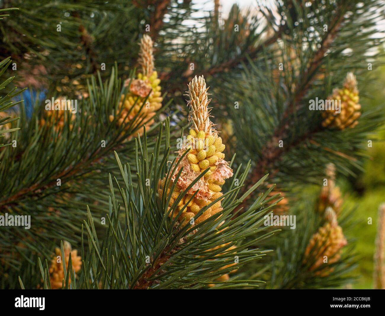 pine cones bloom on twigs Stock Photo - Alamy