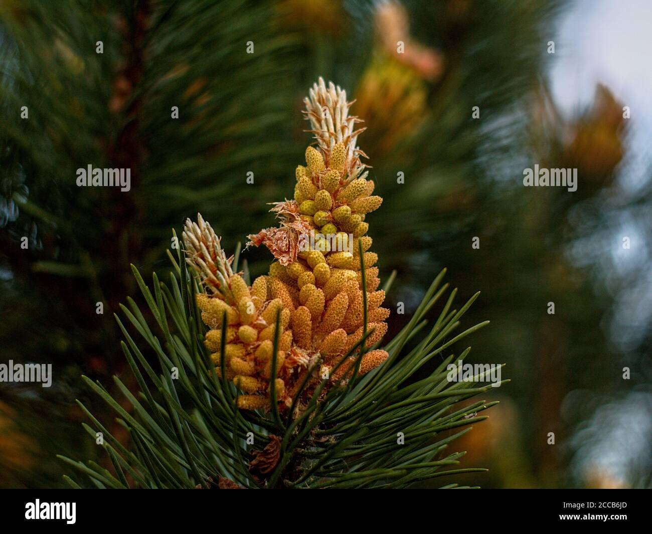 Pine cones bloom on twigs hi-res stock photography and images - Alamy