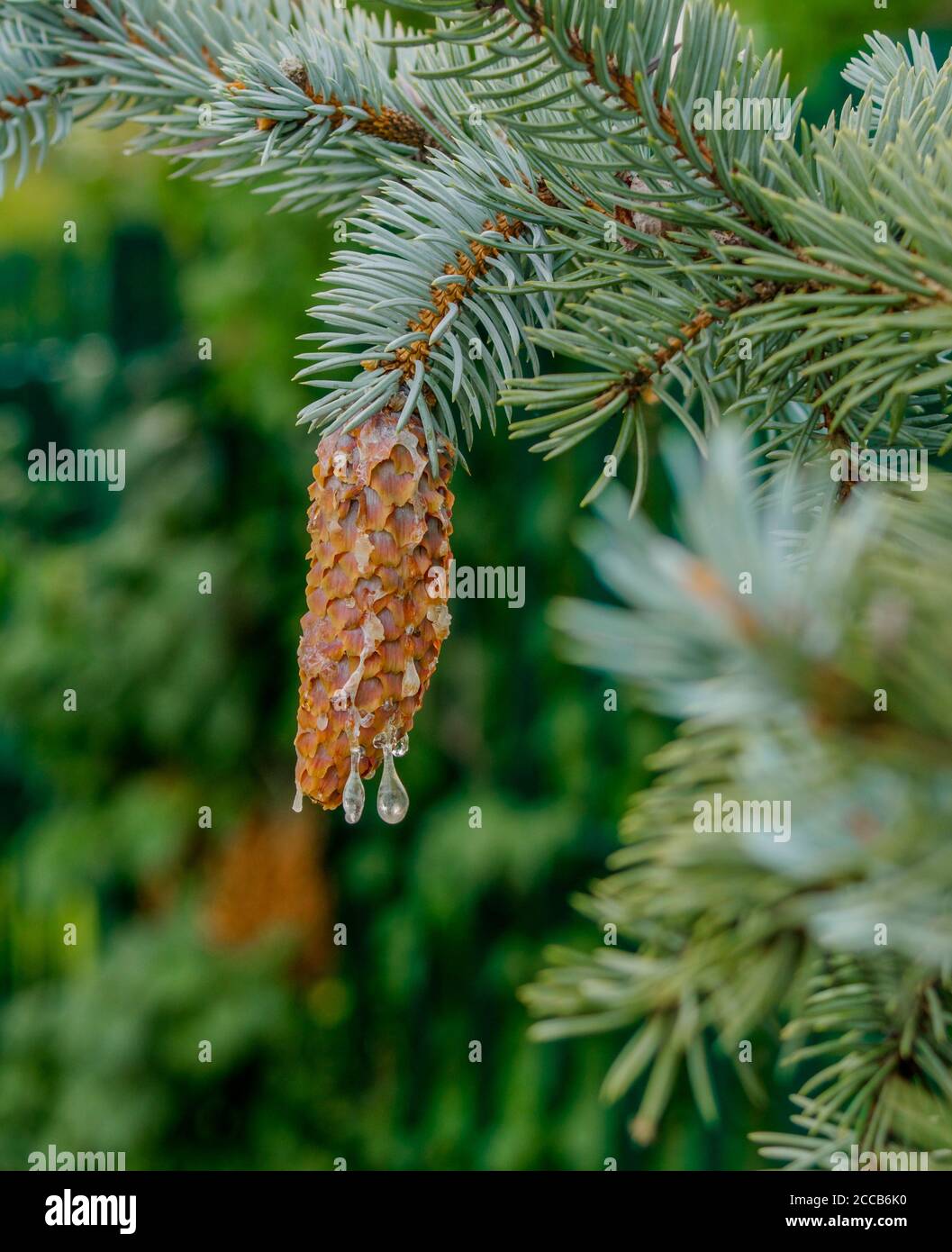 Brown cones with drops of resin Stock Photo - Alamy