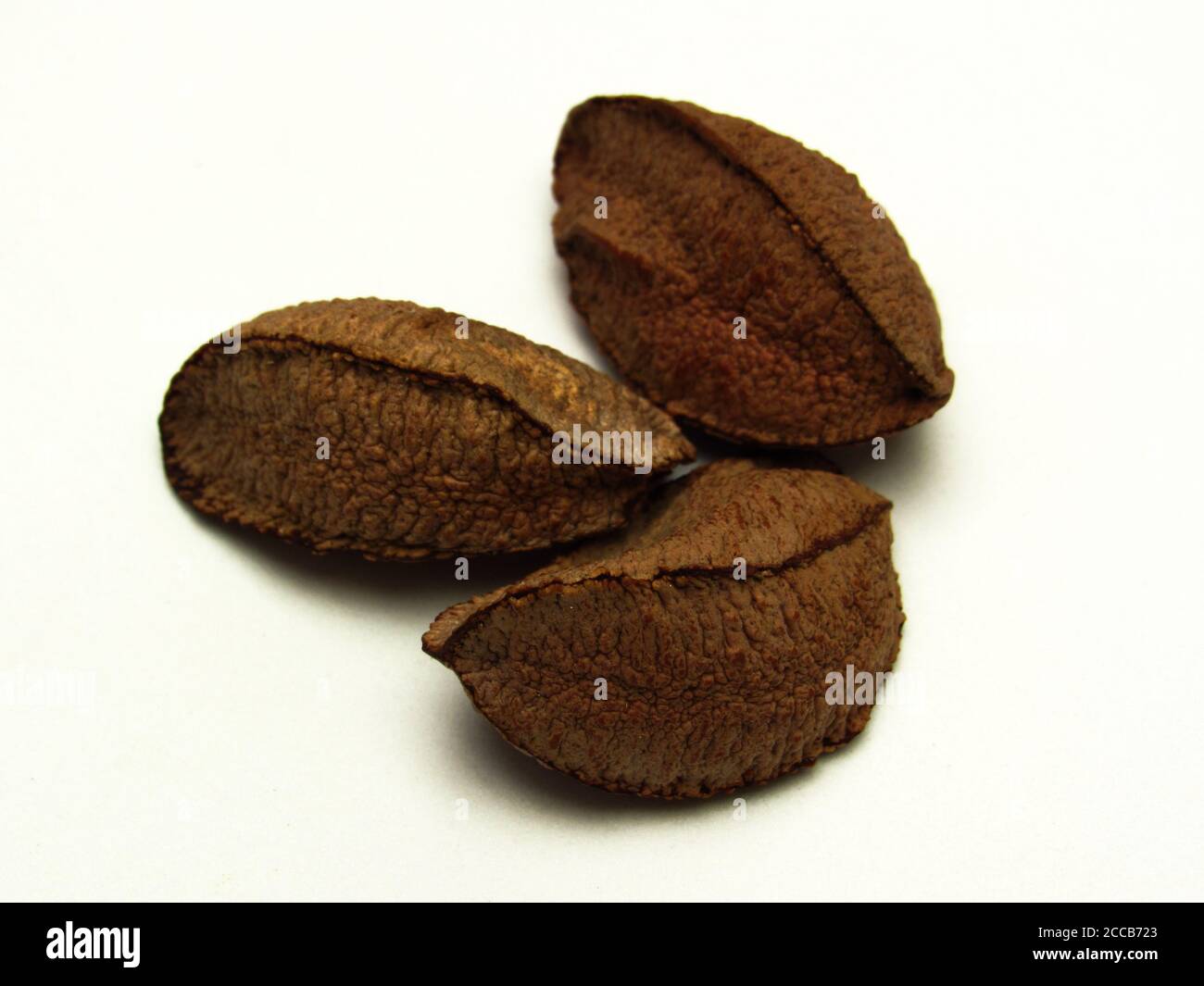 Brazilian nut in peel. Bertholletia on isolated white background Stock ...