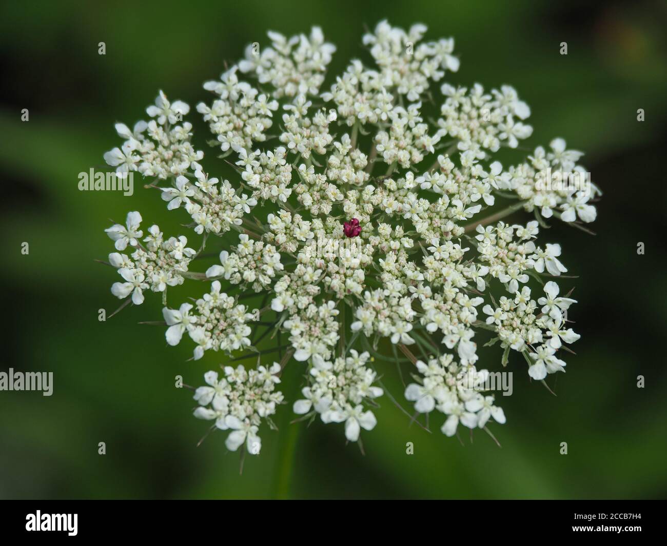 Carrot inflorescence daucus carota hi-res stock photography and images ...