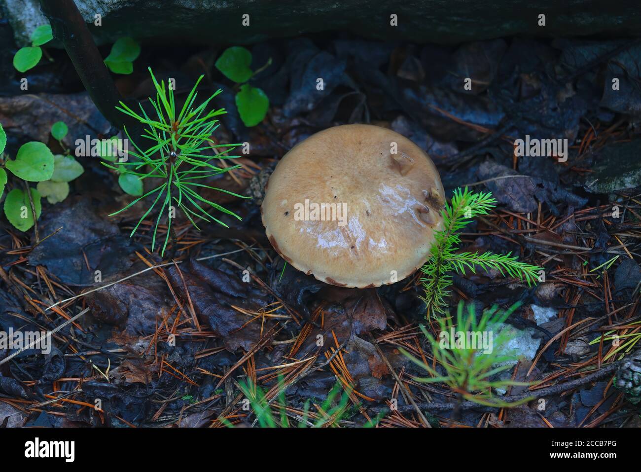 Suillus grevillei commonly known as Greville's bolete and larch bolete ...