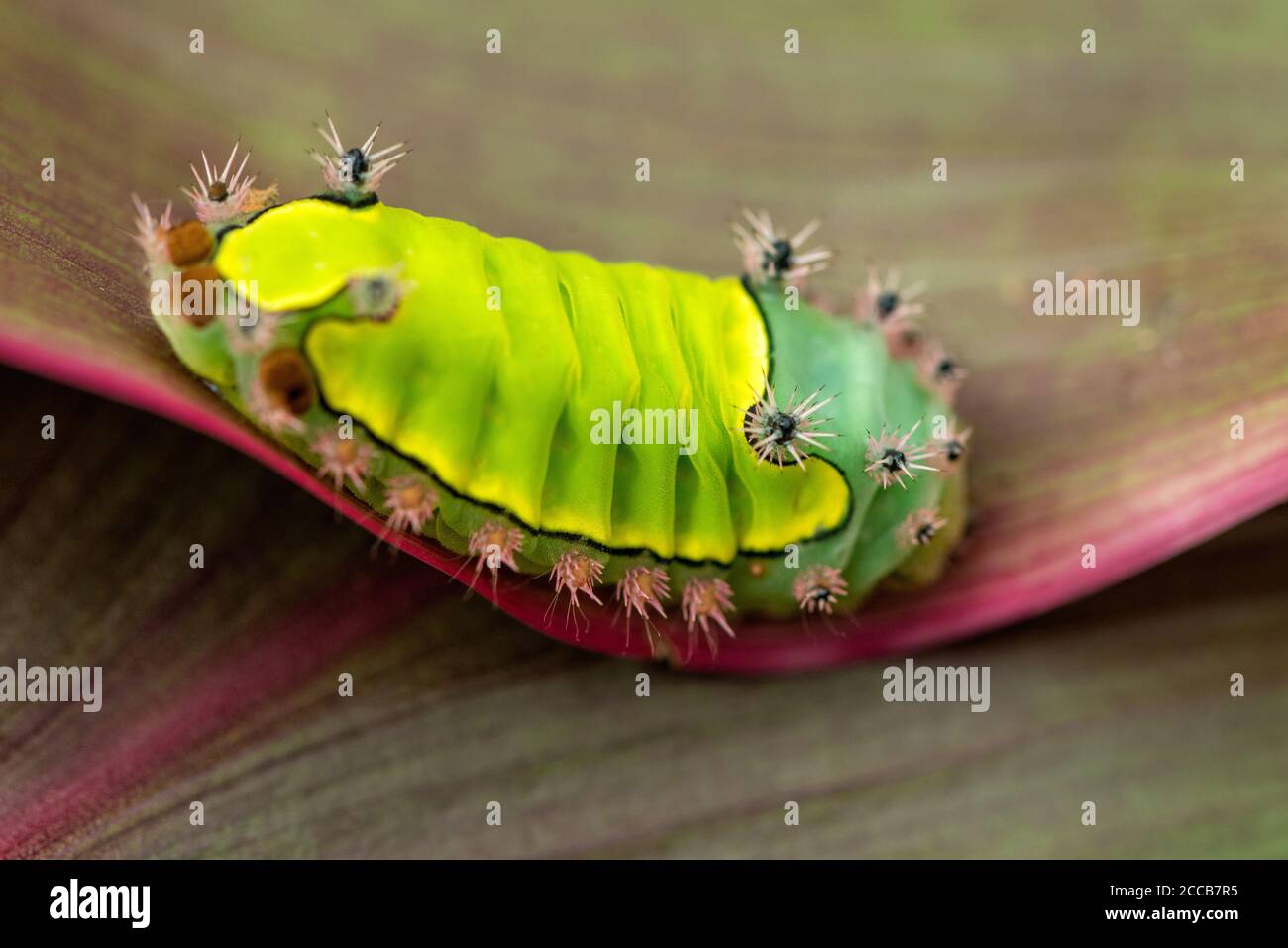 A blue-nosed moth caterpillar (Acharia ophelians) walking on a green ...