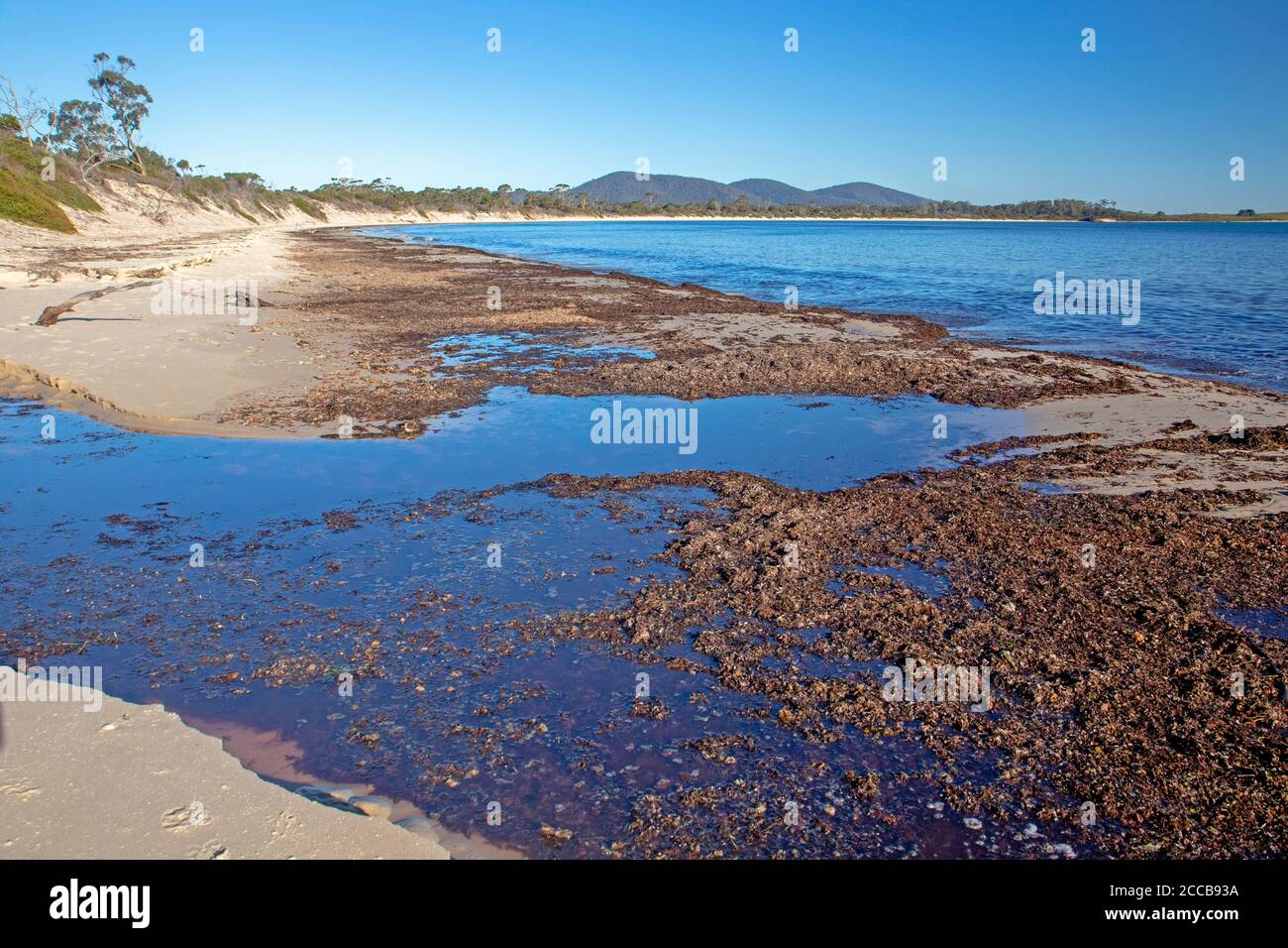 Bloodstone Beach on Maria Island Stock Photo - Alamy